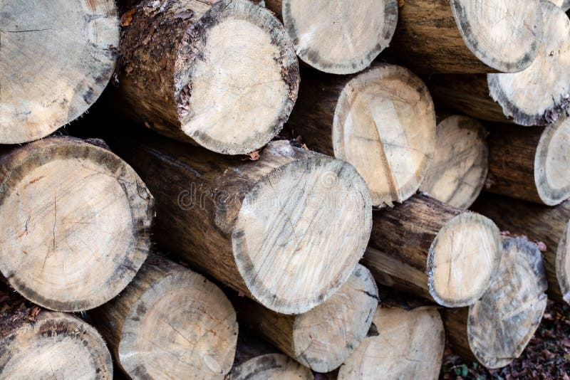 Tree Felling. Deforestation Wood is a Renewable Source of Energy ...