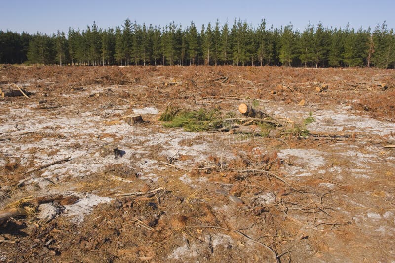 Tree felling in a forest stock photo. Image of climate - 13345914