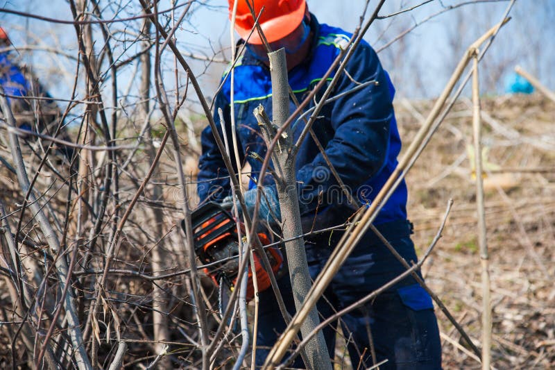 Tree Felling with a Large Chainsaw Stock Photo - Image of trimming ...