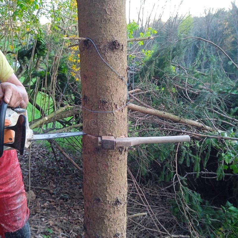 Tree Felling and Logging in the Forest Stock Photo - Image of work ...