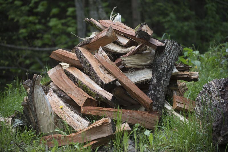 Tree Felling and Logging in the Forest Stock Image - Image of ...