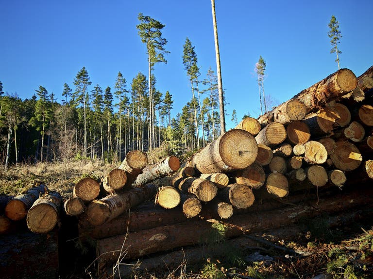 Tree Felling and Logging in the Forest Stock Image - Image of ...