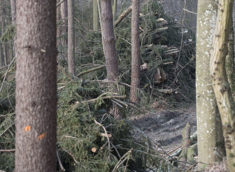 Tree Felling and Logging in the Forest Stock Image - Image of felling ...