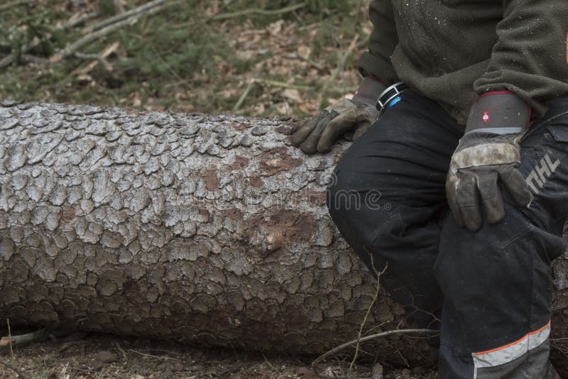 Tree Felling and Logging in the Forest Editorial Stock Photo - Image of ...