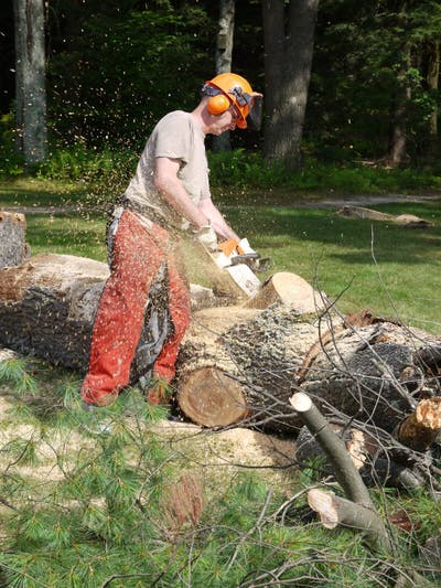 Tree Felling: Lumberjack Chainsawing Fallen Tree Stock Image - Image of ...