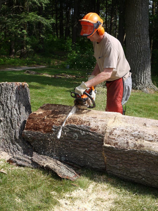 Tree Felling: Lumberjack Chainsawing Tree Trunk Stock Photo - Image of ...
