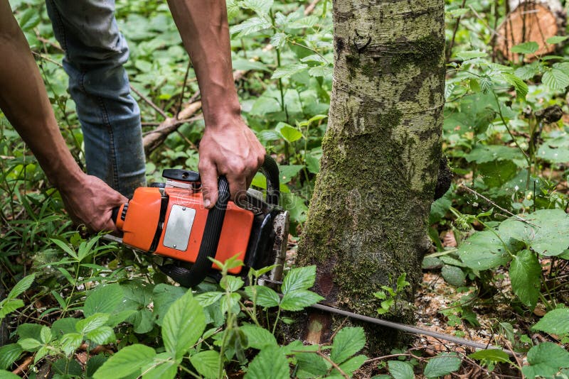 Tree Felling. stock image. Image of hand, equipment, male - 55219231