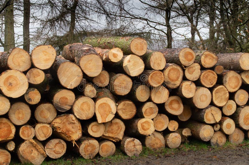 Tree felling stock photo. Image of tree, felling, woodland - 213762160
