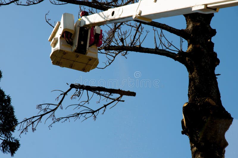 229 Tree Worker Bucket Lift Stock Photos - Free & Royalty-Free Stock ...