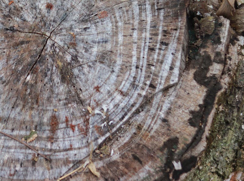 Tree Felling, Wood Texture at Forest Stock Image - Image of formation ...