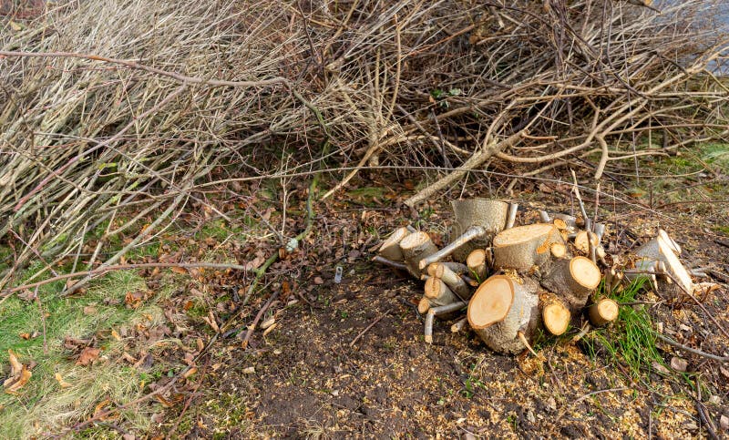 Tree Felling Work in the City in Spring Stock Photo - Image of cutting ...