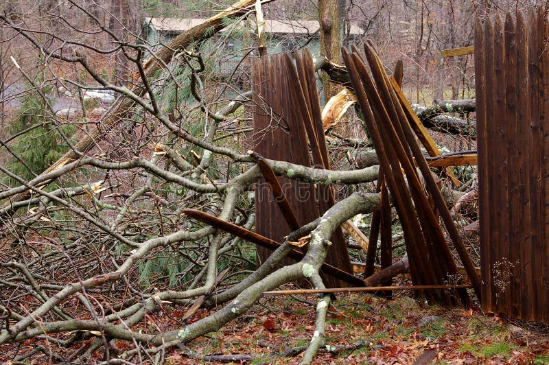 Tree on Fence stock image. Image of break, weather, destroy - 13561701