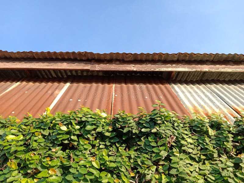 A Tree on the Fence Behind the House Stock Image - Image of outdoor ...