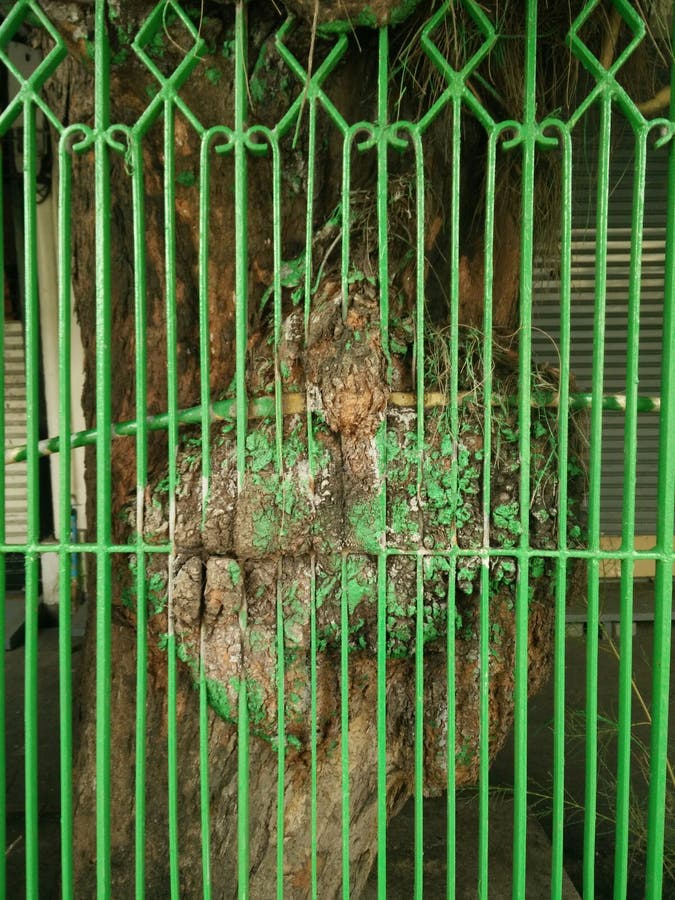 Tree and Fence Melted Together Stock Image - Image of fence, grown ...