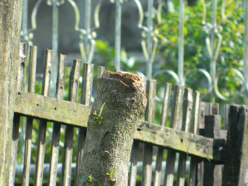 The Tree in the Fence in Pieces Stock Image - Image of outdoor, pieces ...