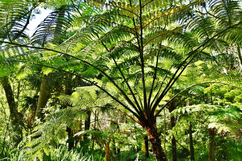 Tree fern stock photo. Image of leaves, fern, exotic - 197846958
