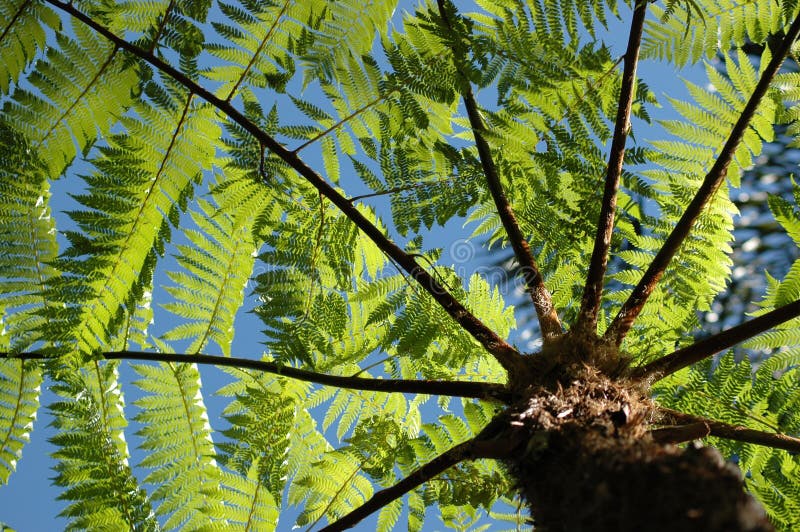 Tree Fern Waterfall Tropical Rain Forest Paradise Stock Image - Image ...