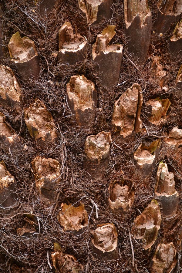 Tree Fern Bark stock photo. Image of antarctica, dickinsonia - 24969128