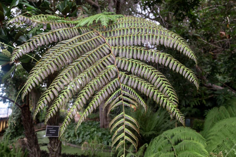 Tree fern branch stock image. Image of nature, picturesque - 239481927