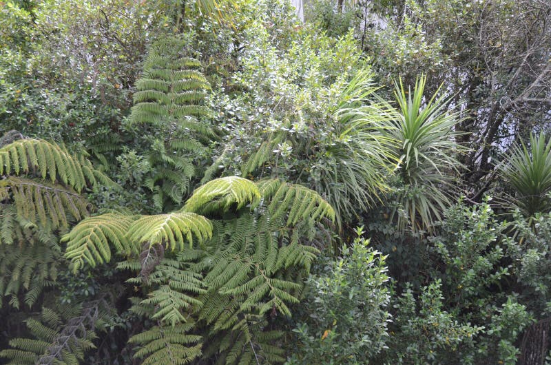 Tree Fern in Bush stock photo. Image of fern, bush, growing - 92566626