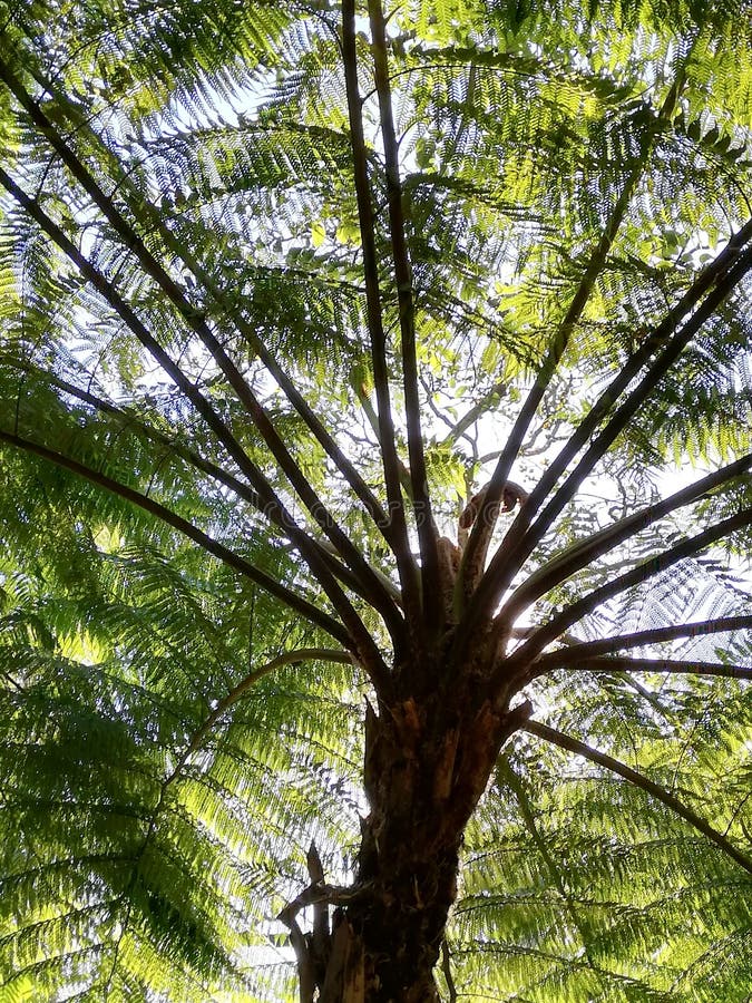 Tree Fern Canopy stock photo. Image of canopy, gardenart - 152650200