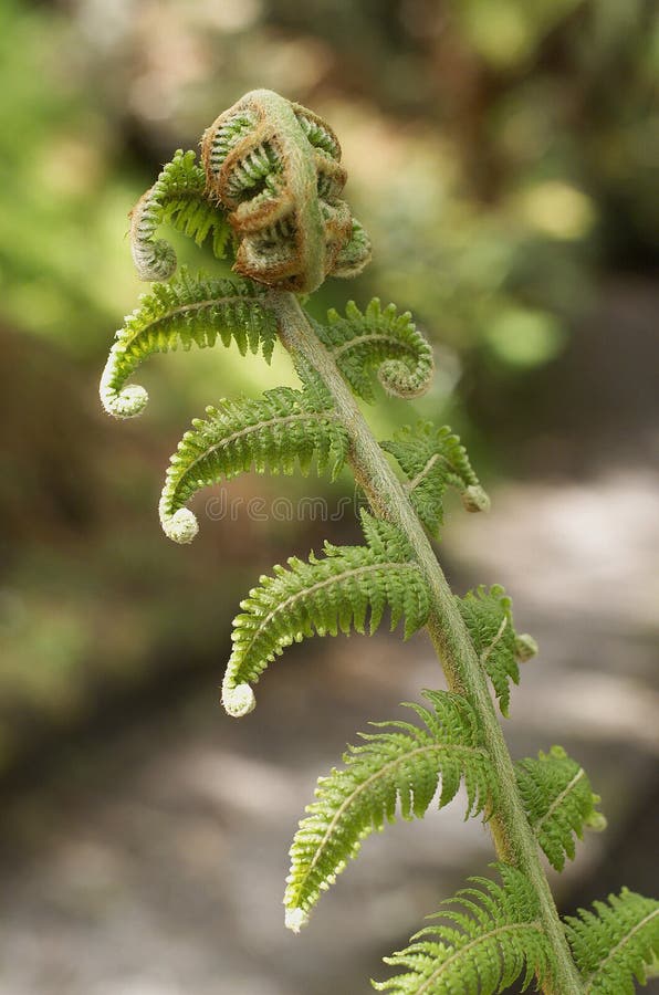 Tree Fern stock image. Image of botanical, curled, tasmania - 34085141