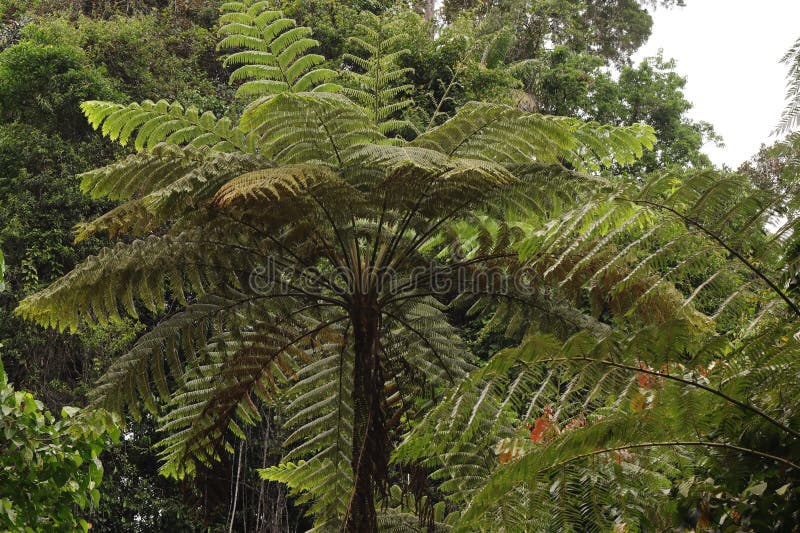 Tree Fern or Cyathea from Indonesian New Guinea Stock Photo - Image of ...