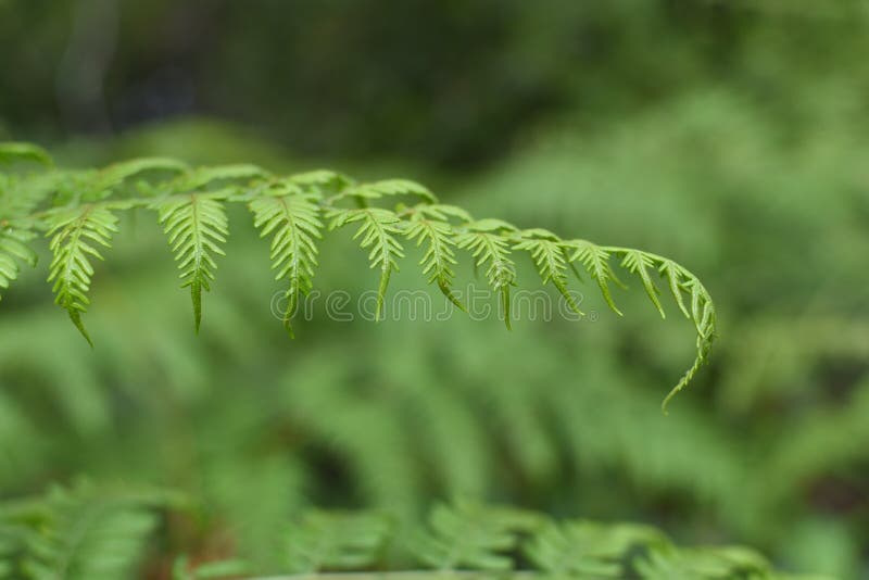 Native fern in portrait stock image. Image of droplets - 113419967