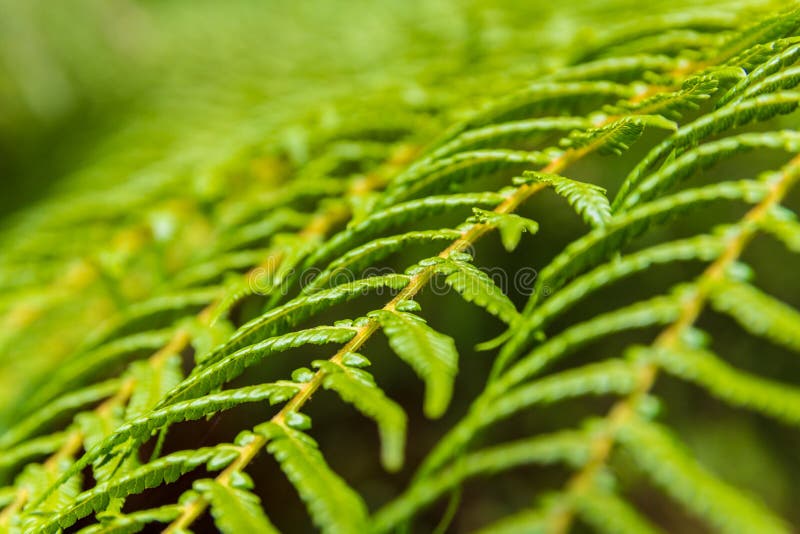 Close Up of Fern Frond Pattern Abstract, Background Texture Stock Image ...