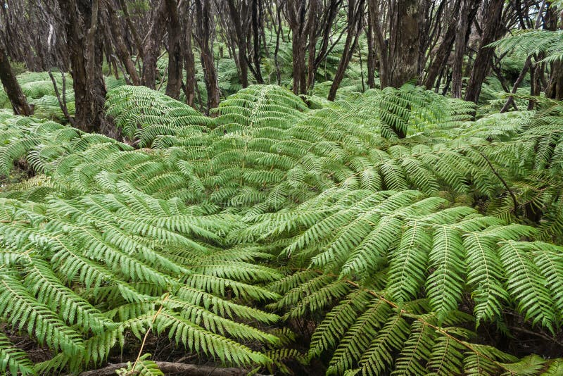 Tree Fern Growing in Rainforest Stock Image - Image of fronds, ferns ...