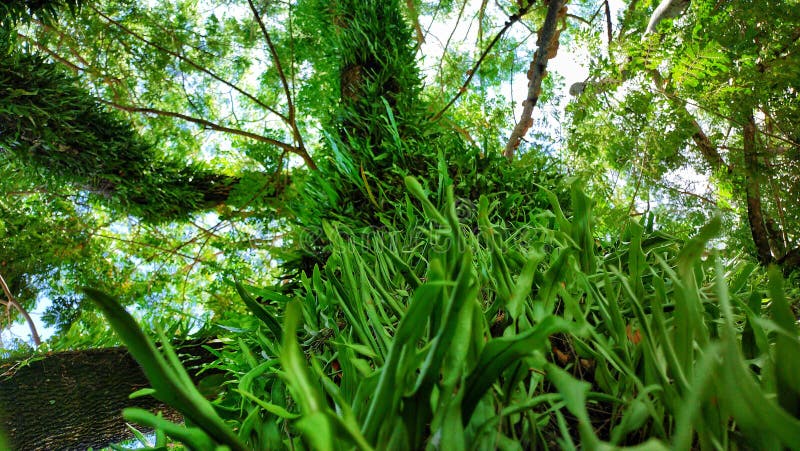 The Tree Fern Grows on the Bark of a Large Tree Stock Photo - Image of ...