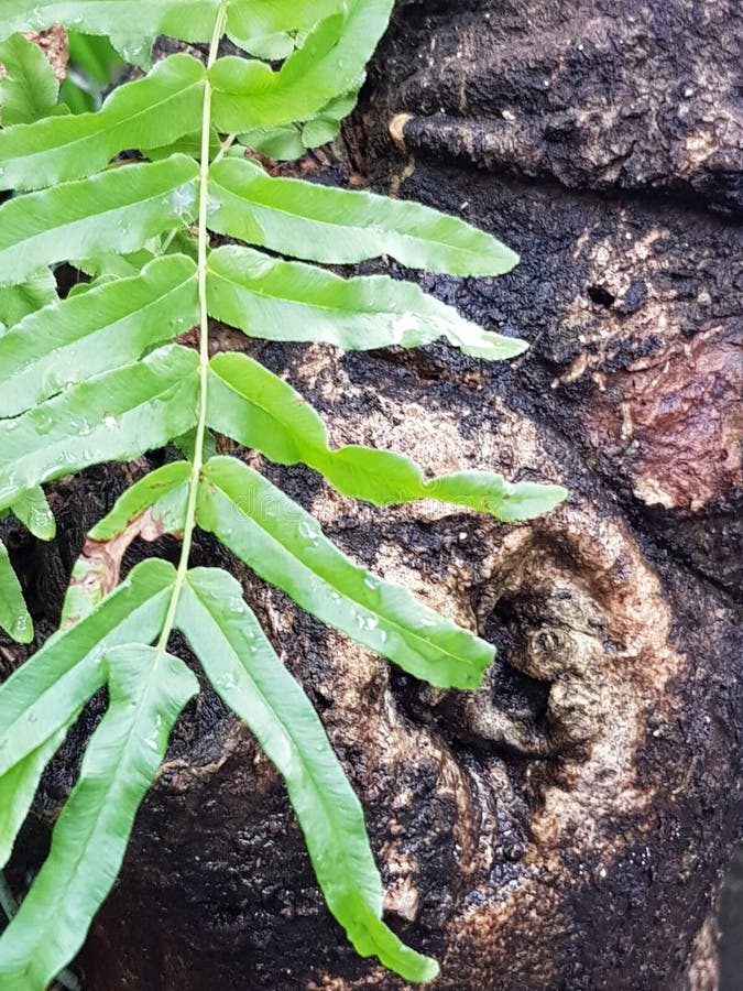 Tree Fern Grows on the Trunk of a Moringa Tree Stock Image - Image of ...