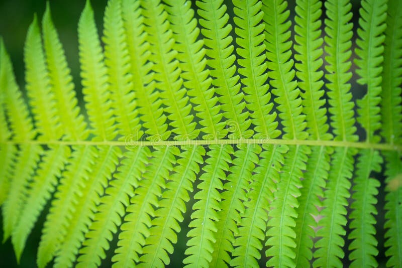 Tree Fern Leaf Detail on Dark Background, Single Leaf Stock Image ...