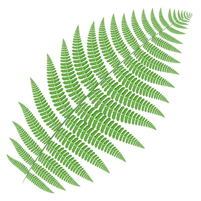 Fern stock vector. Illustration of design, green, element - 42864853