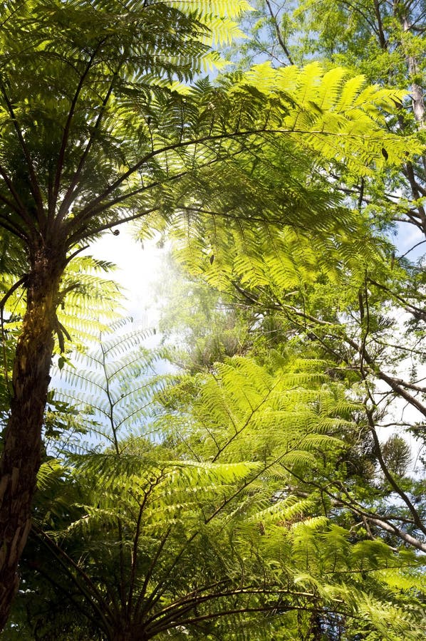 Tree ferns stock image. Image of prehistoric, ferns, environment - 19290493