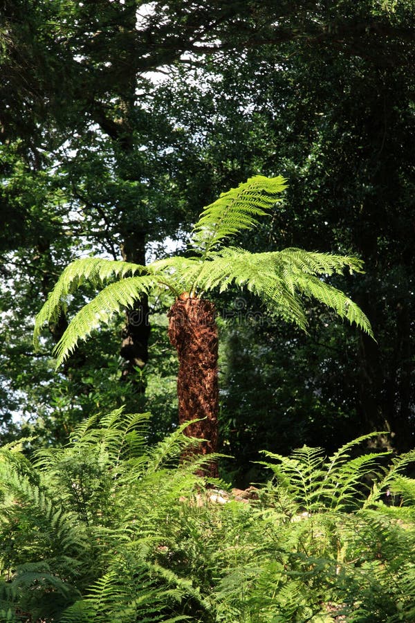 Tree Ferns (Cyatheales) stock image. Image of fern, vegetation - 15895407