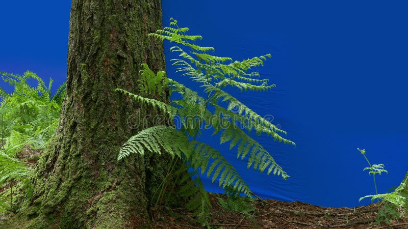 Tree and Fern Forest Foreground - Bluescreen for Compositing Stock ...