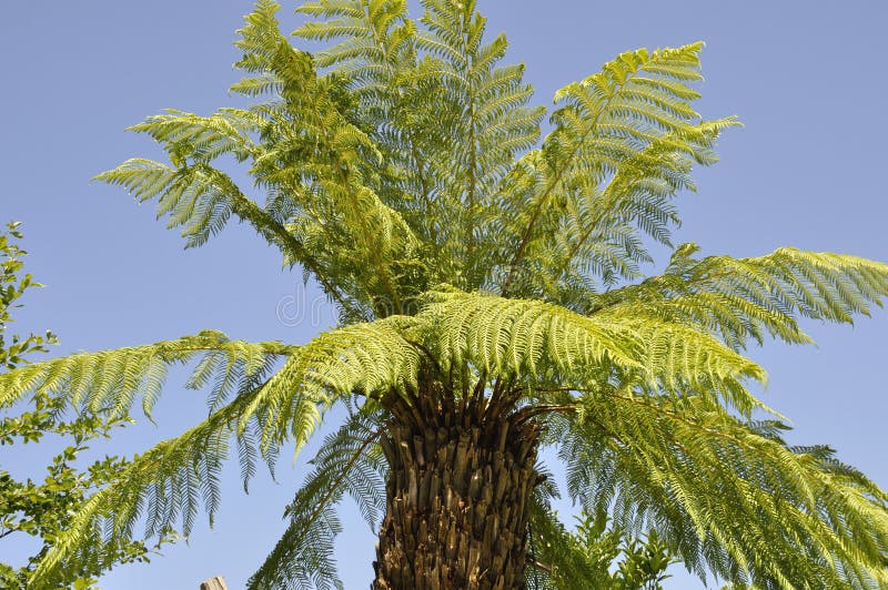 Tree ferns stock photo. Image of jardin, amazing, waterfall - 259025306