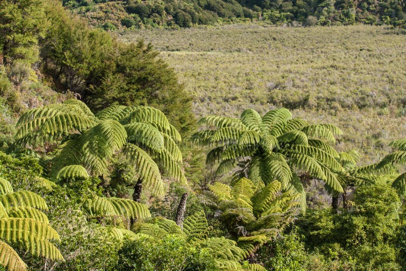 Tree Ferns Growing Near River in Rotorua Stock Image - Image of native ...