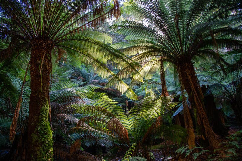 Big Tree Fern on Rain Forest at Siriphum Waterfall at Doi Inthanon ...