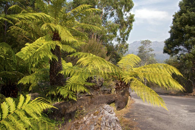 Tree ferns stock photo. Image of forest, area, tasmania - 3889010