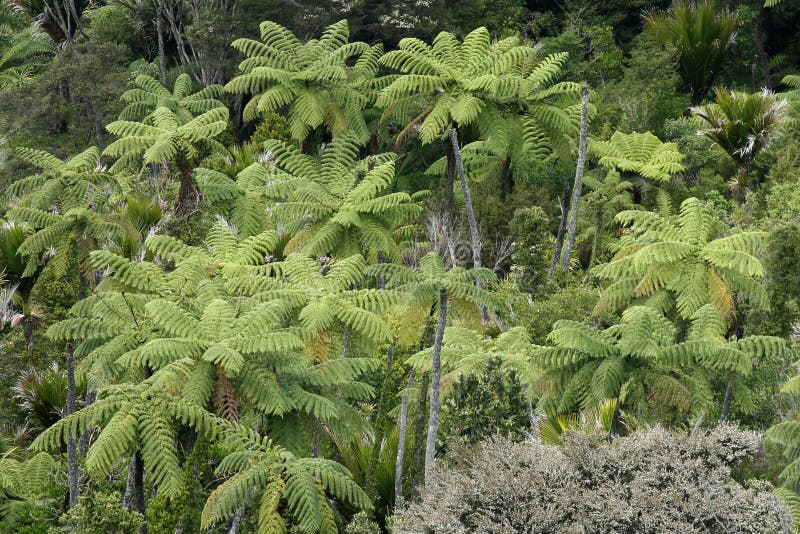 Tree Ferns Growing Near River in Rotorua Stock Image - Image of native ...