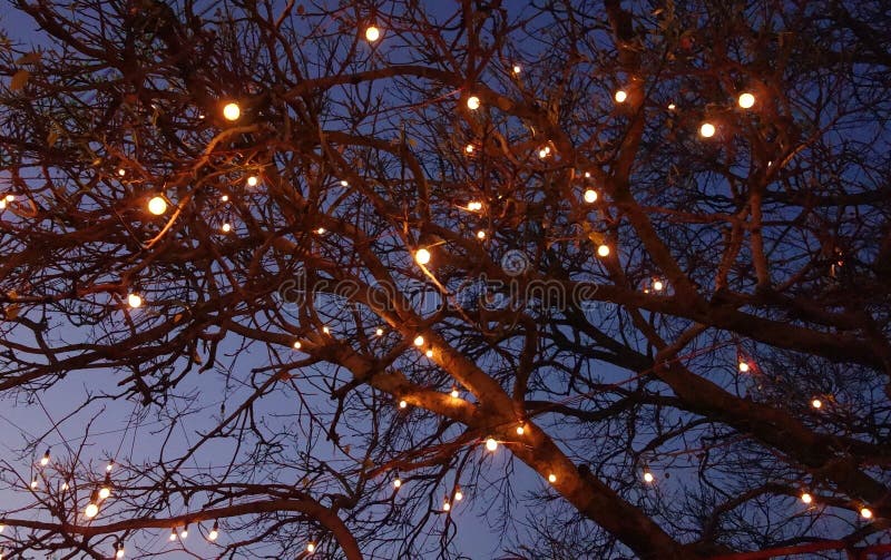 Tree with Ferry Lights stock image. Image of branches - 71176615