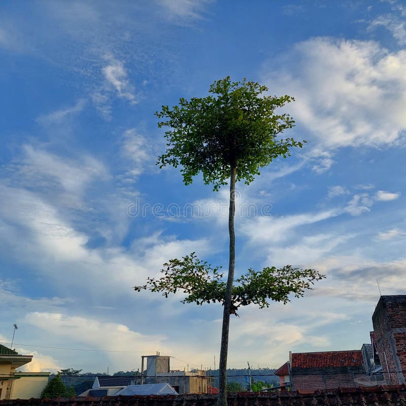 A Tree with Few and Clustered Leaves, Seen Directly from Below Stock ...
