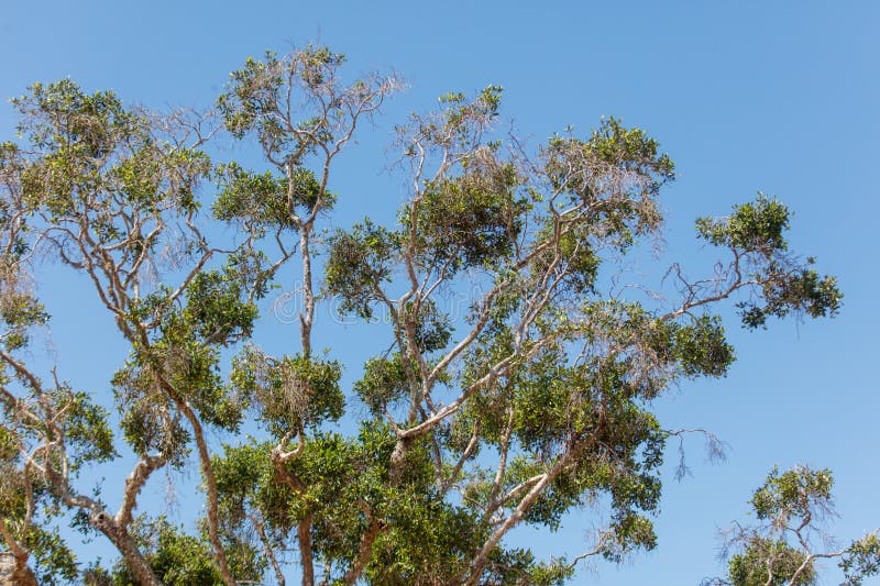 A Tree with a Few Leaves is in the Middle of a Blue Sky Stock Image ...