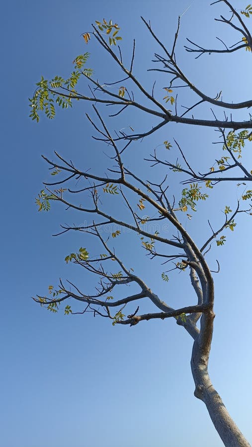 A Tree with Few Leaves Taken while in the Buffalo Village Stock Photo ...