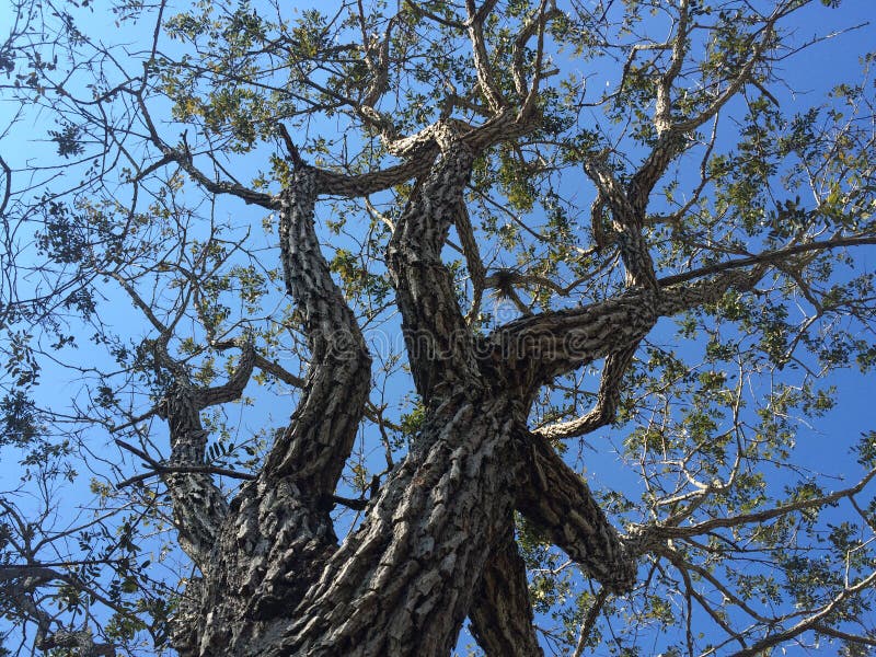 Tree stock image. Image of tall, blue, leaves, tree - 103076961