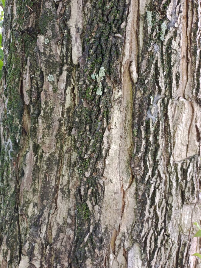 Tree Fiber, Unique Shape, Natural Stock Image - Image of forest ...