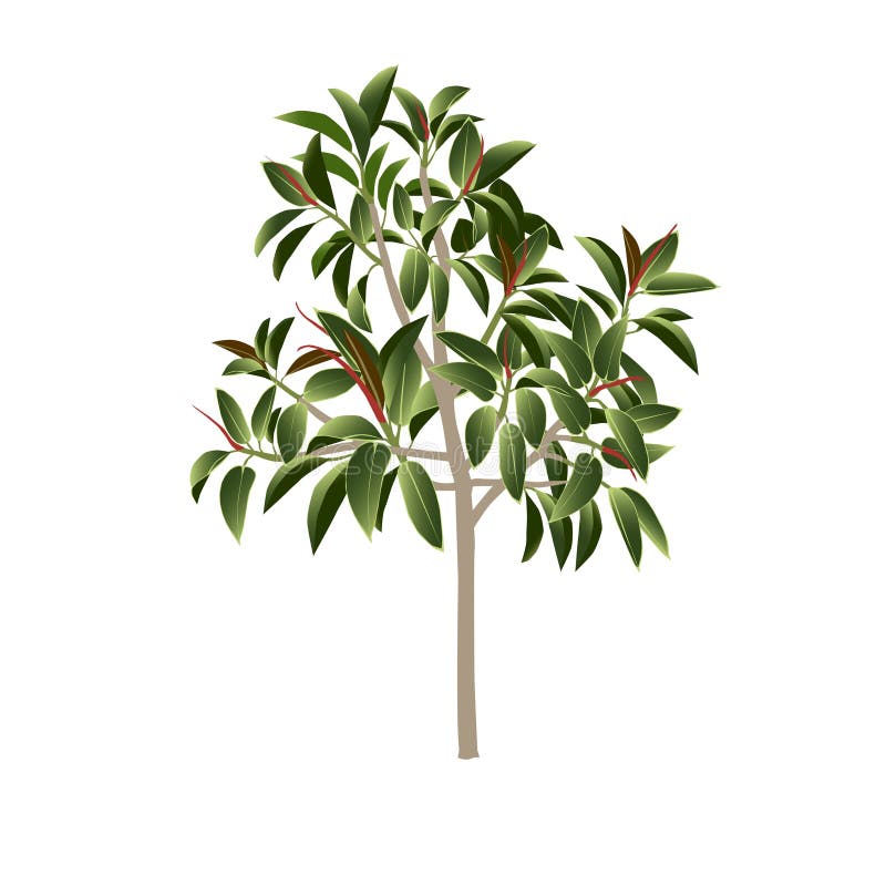 Tree of a ficus stock vector. Illustration of field, bunch - 85363190