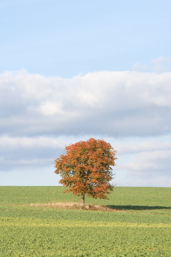 Tree in a field stock photo. Image of outdoor, landscape - 11368812